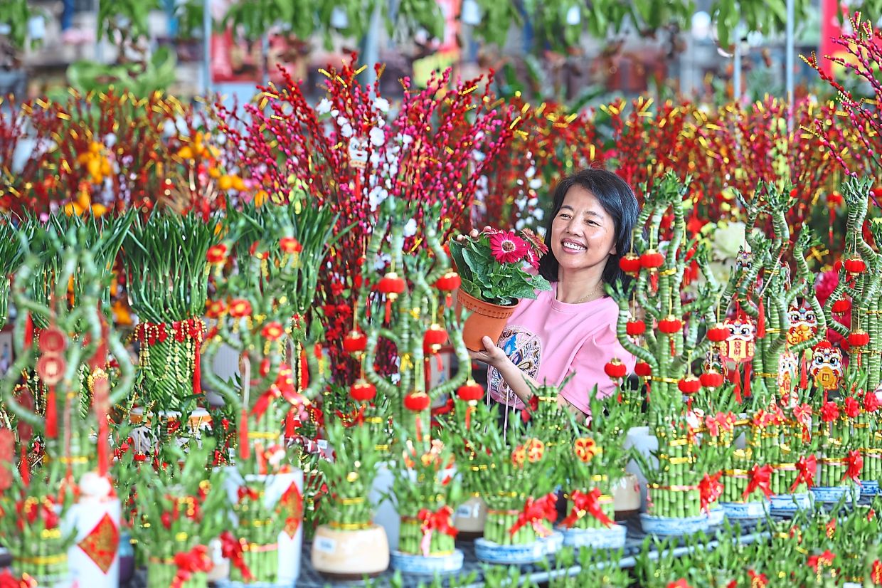 Nurseries expect CNY flower boom despite rain