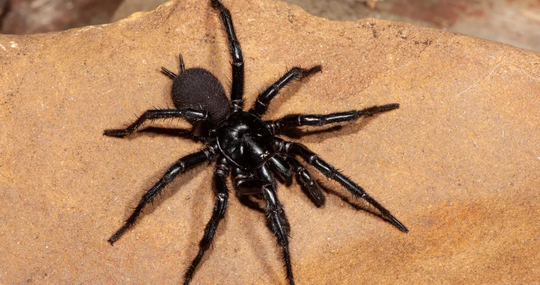 Largest Recorded Male Funnel Web Spider Ever Has A Thor Sized Name