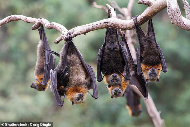 Bats forced out of feeding grounds by wind turbines Bats forced out of feeding grounds by wind turbines