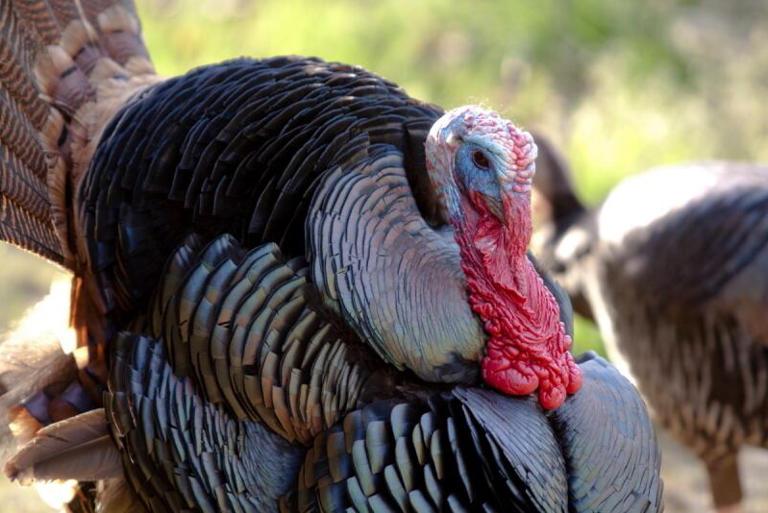 AGFC announces Arkansas hunters post nine-year high in turkey harvest