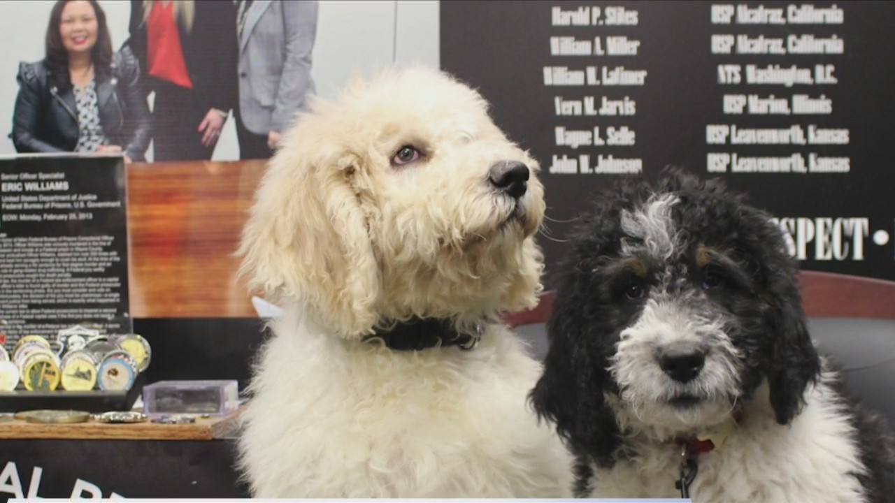 FCI Thomson starts dog-training program for inmates