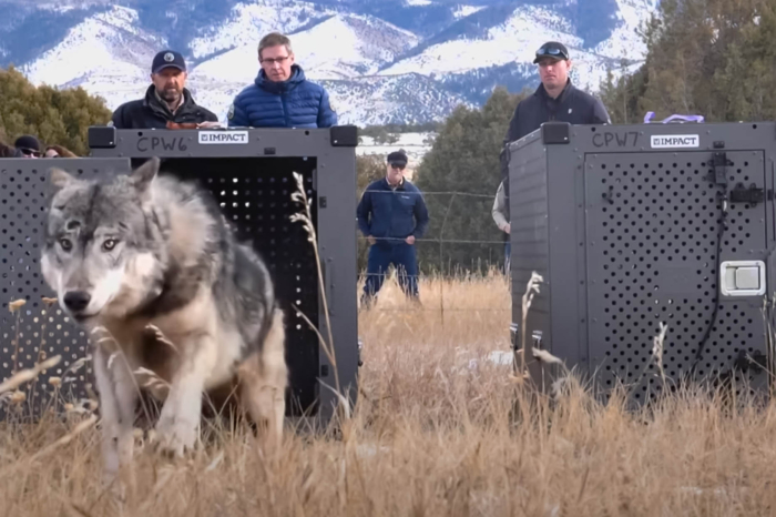 $100,000 Reward: Groups Offer Huge Sum in Wolf Killing