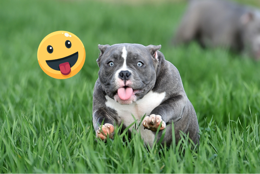Tiny but Mighty: Comparing Pocket Bullies, Micro Bullies, and Mini Pitties