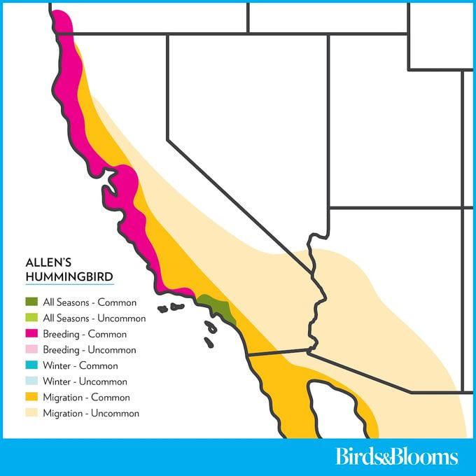 Identify and Attract an Allen’s Hummingbird