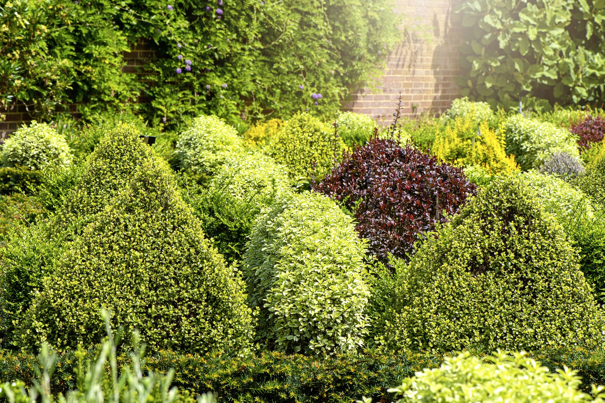 35 Evergreen Shrubs to Plant for Year-Round Beauty
