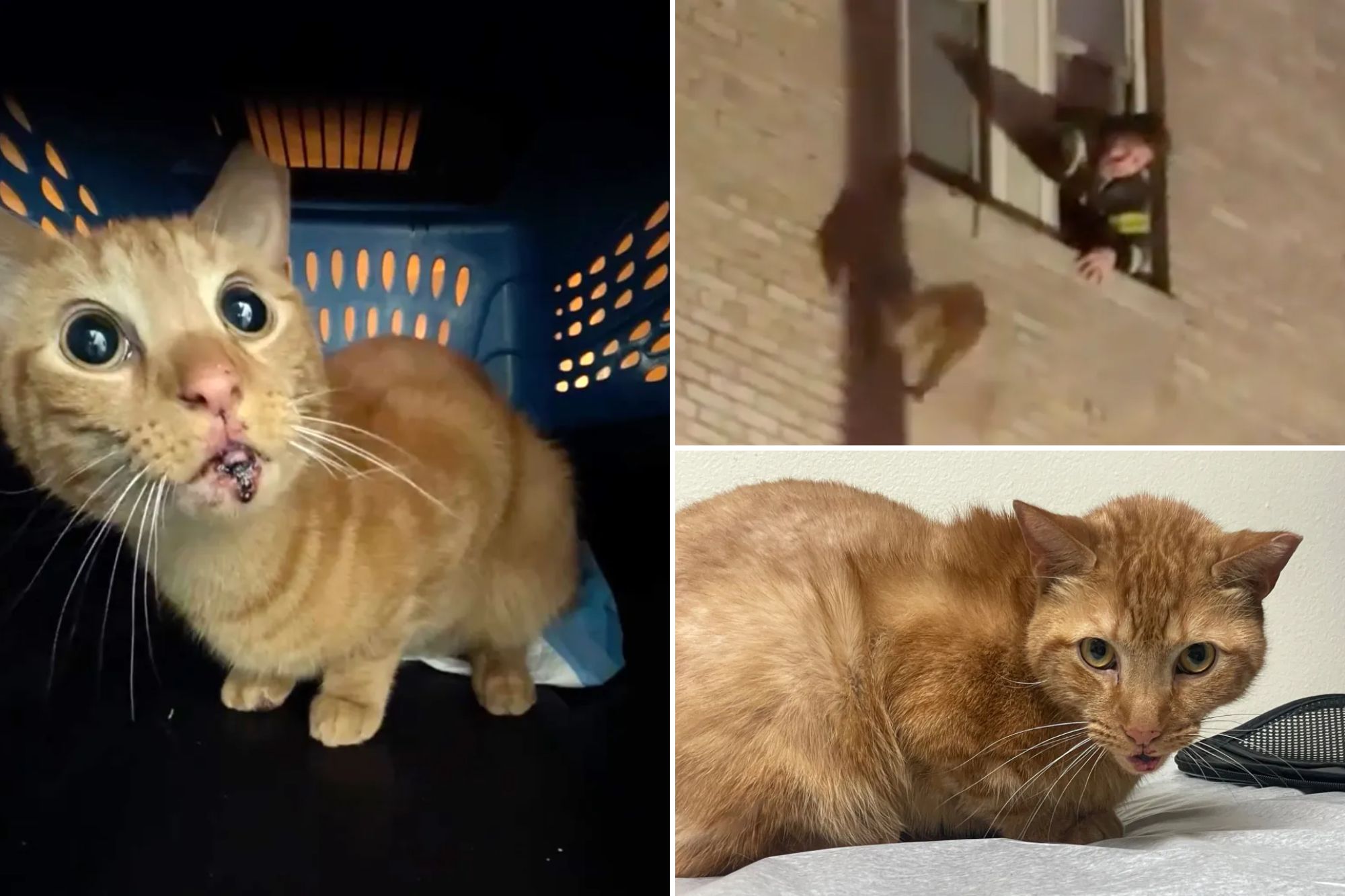Kitty survives 3-story fall from burning Midtown building, nonprofit ...
