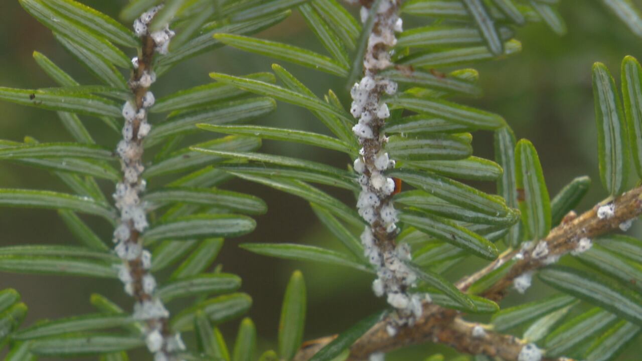 Nova Scotia hemlock trees under threat by invasive insect