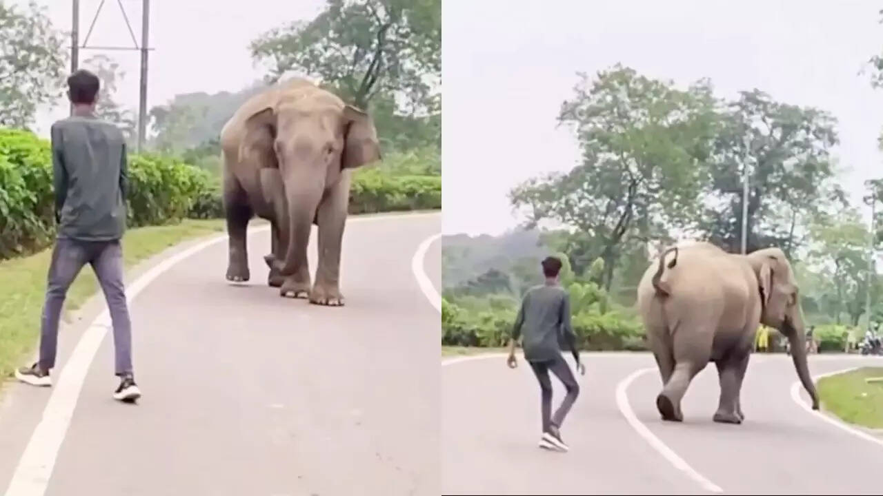 ‘Identify the Animal’: Man Cheered on for Scaring Elephant Herd on Video