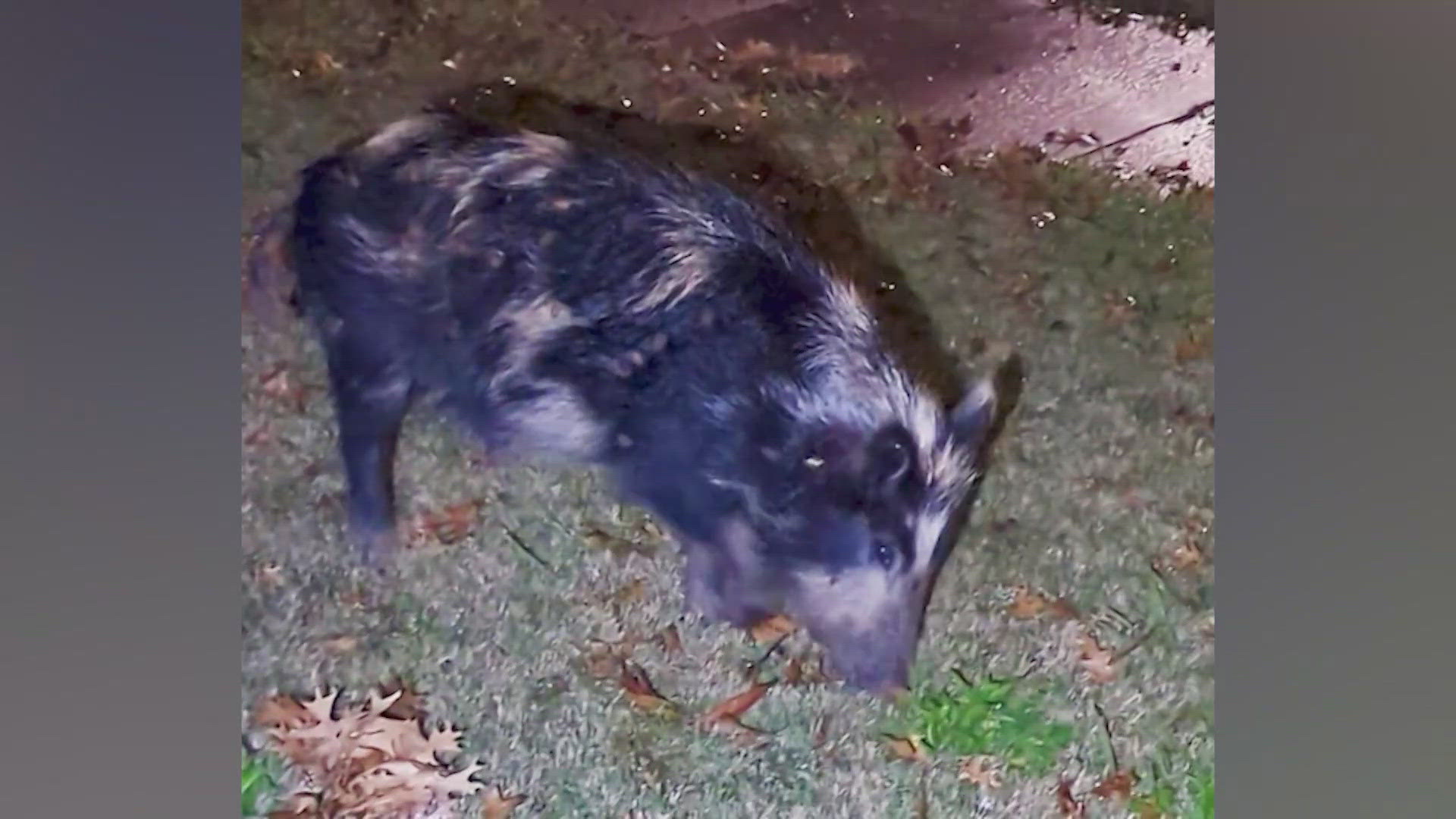 Trap set for feral hogs terrorizing Irving neighborhood for weeks