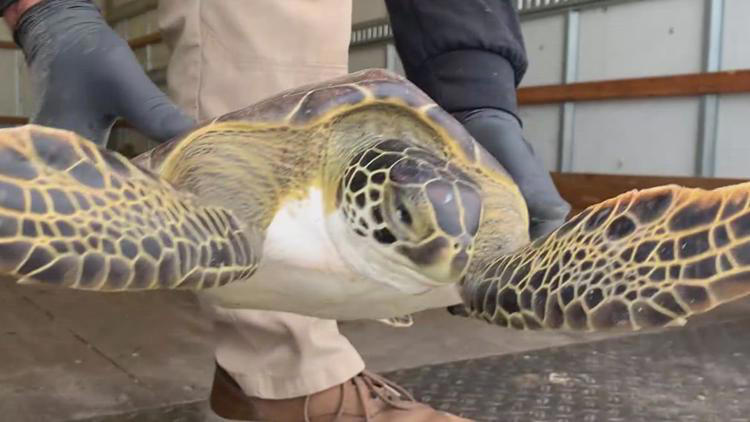 Amos Rehabilitation Keep to hold public release of rehabilitated ...