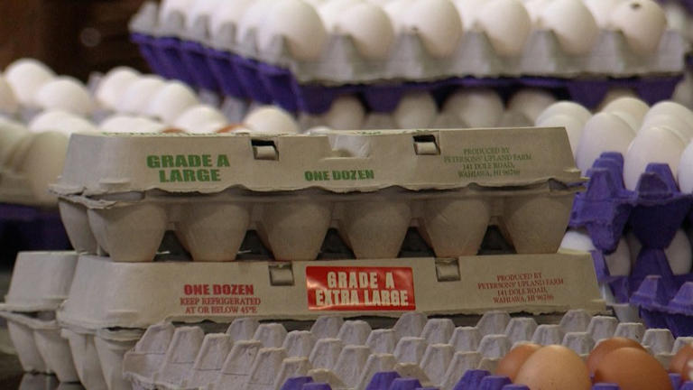 Avian Influenza causing nationwide egg shortage