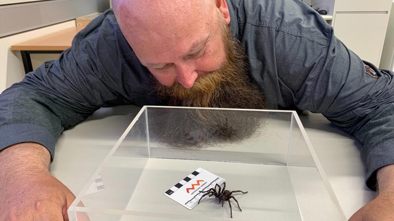Meet Big Boy: Newly discovered spider species is one of the deadliest ...