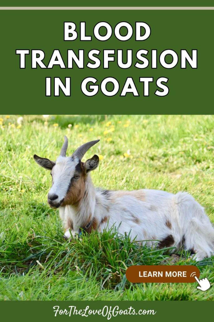 Blood Transfusion in Goats
