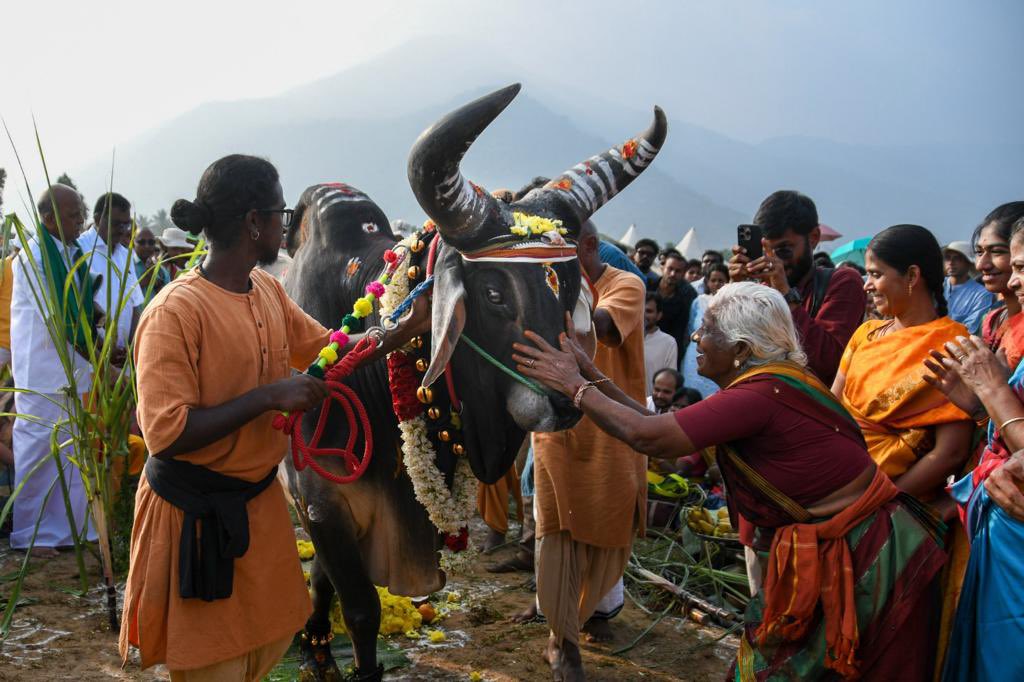 Mattu Pongal 2025: Know All About The Tamil Festivity That Decorates ...