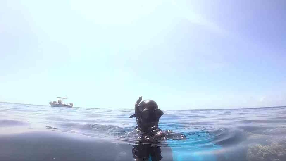 Sharks Attack Fish While Fishing & Spearfishing