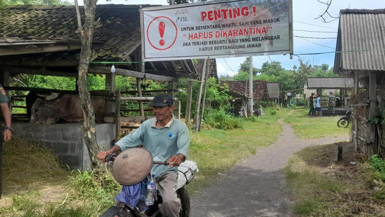 Kasus PMK di Bantul Bertambah: 337 Terjangkit, 37 Sapi Mati Kasus PMK di Bantul Bertambah: 337 Terjangkit, 37 Sapi Mati