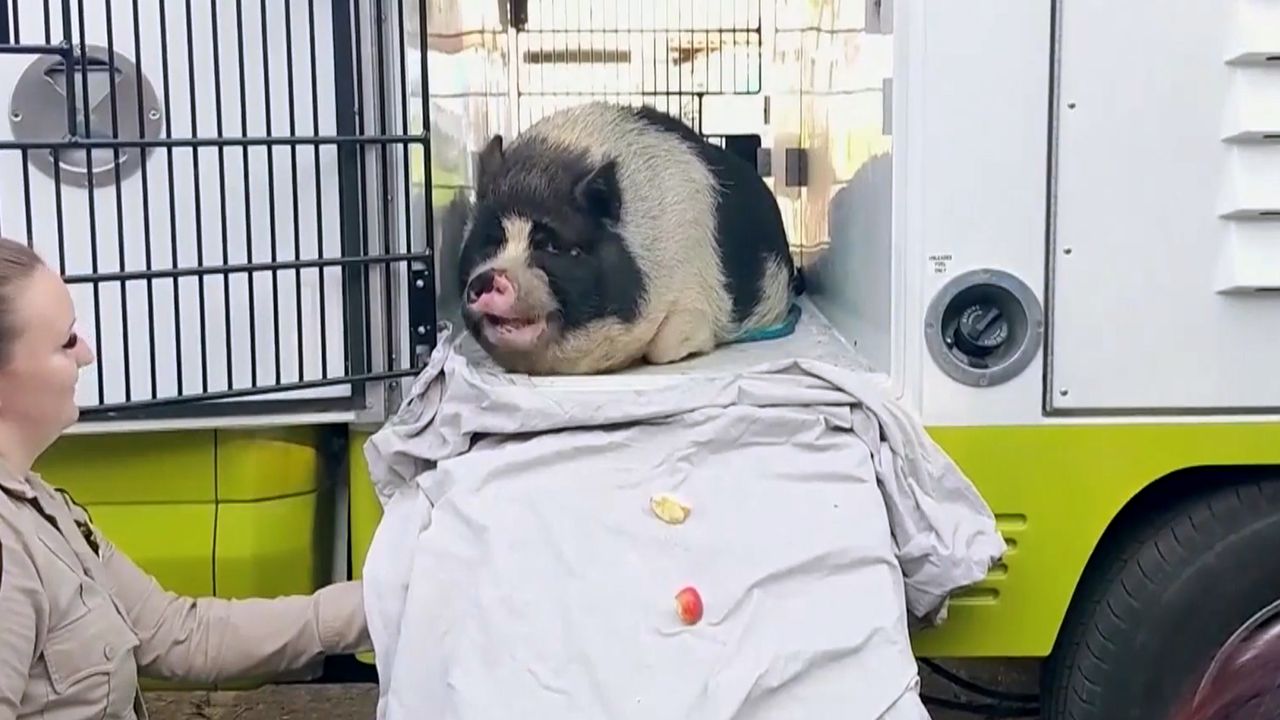 Na heisa binnen MR: wat voor partij is Chez Nous en waarom wil Bouchez ...