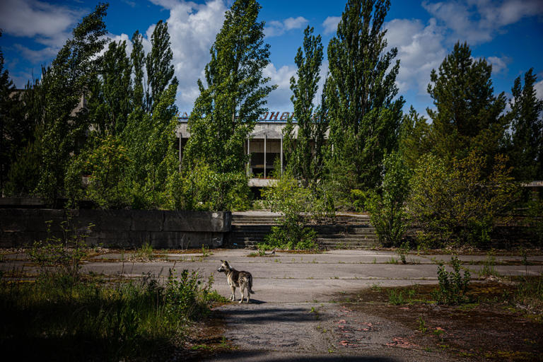 Chernobyl dogs do show ‘dramatic’ genetic differences – but not because ...