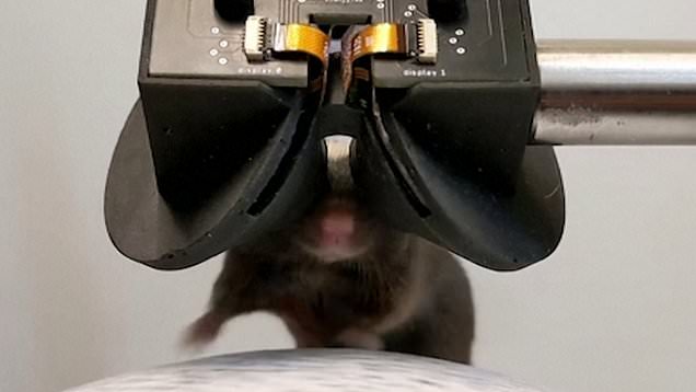 VR goggles for mice teach Alzheimer's researchers about rodent memory