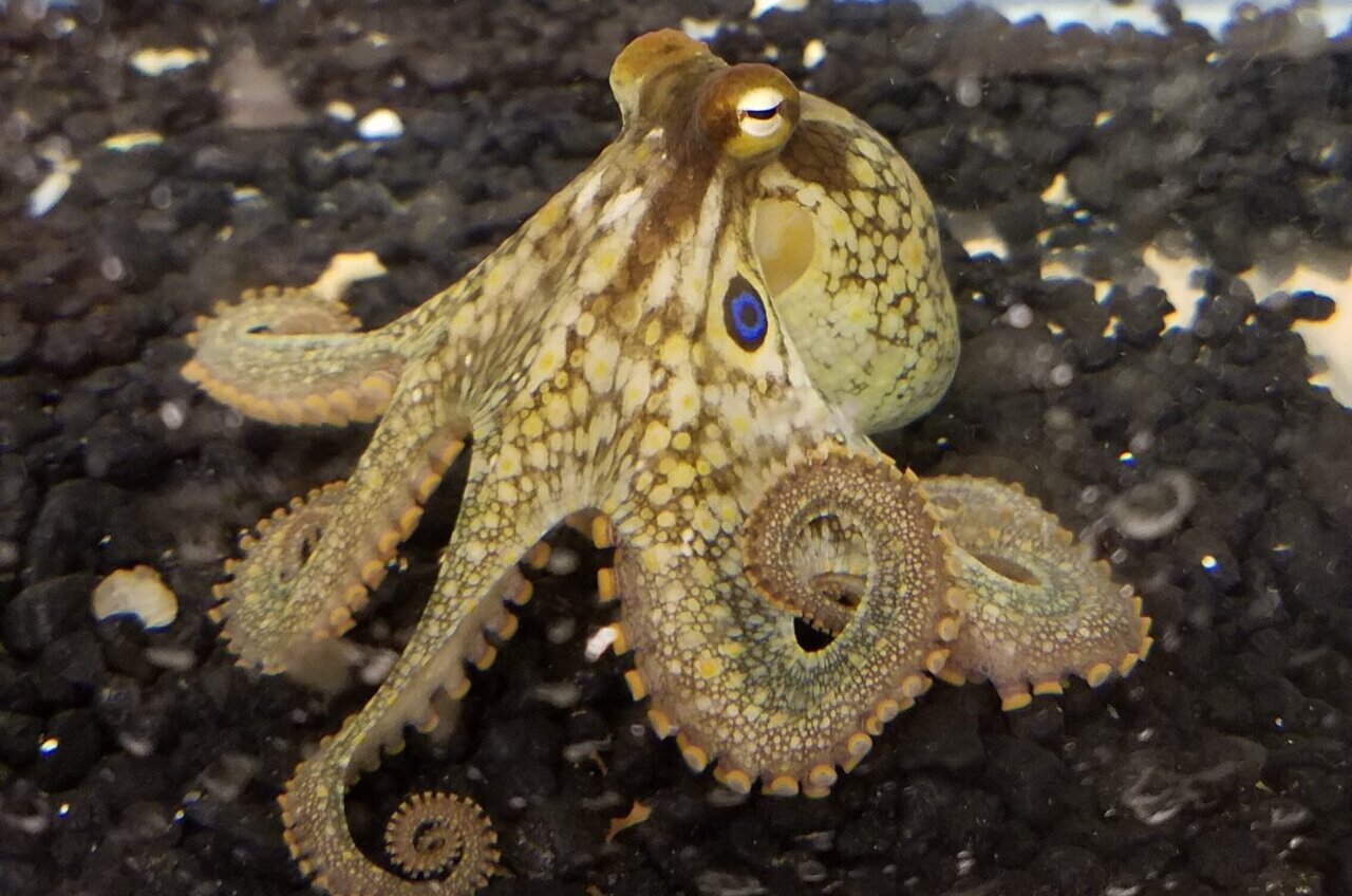 Octopus arms have segmented nervous systems to power extraordinary ...