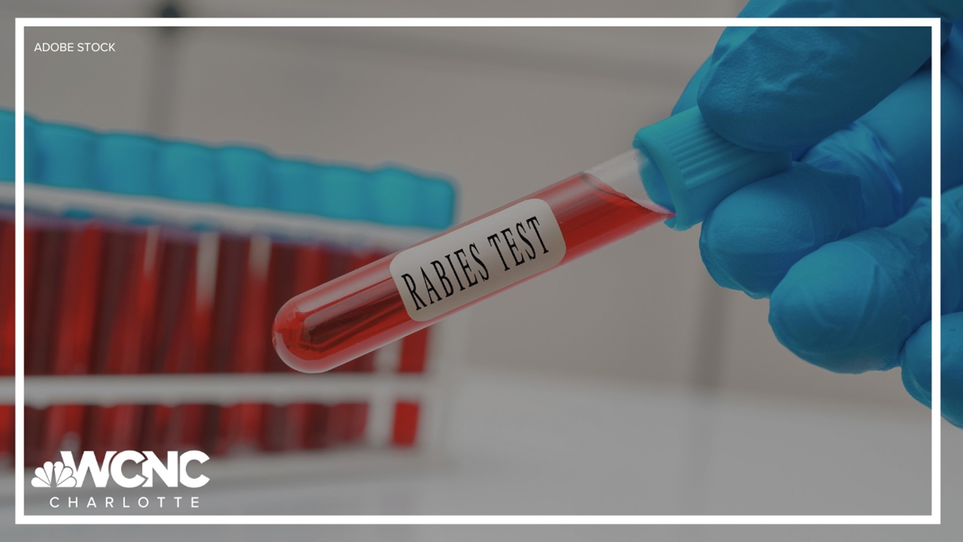 Gaston County reports its first rabies case of the year