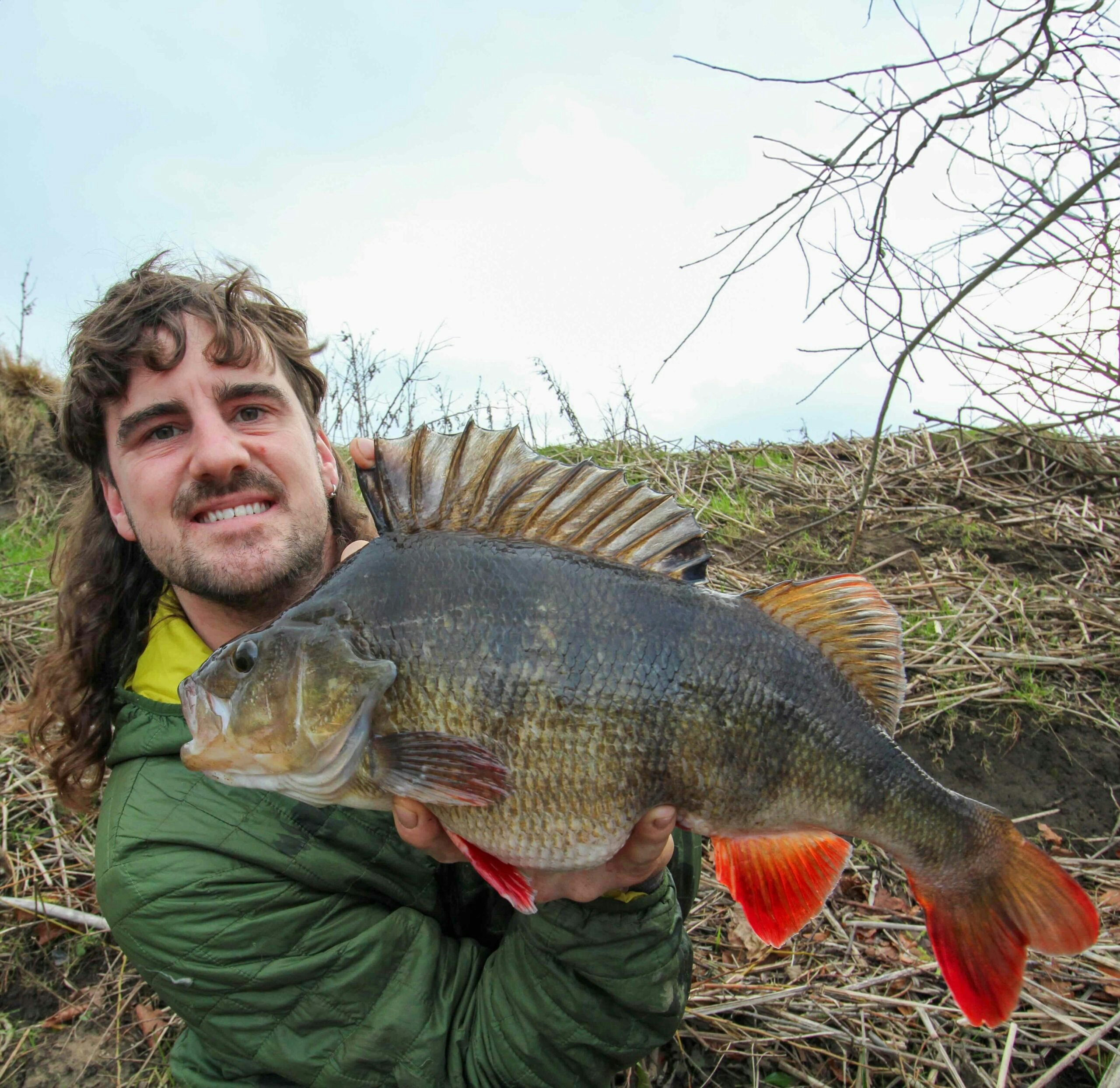 Superb perch banked Texas-style from Yorkshire river