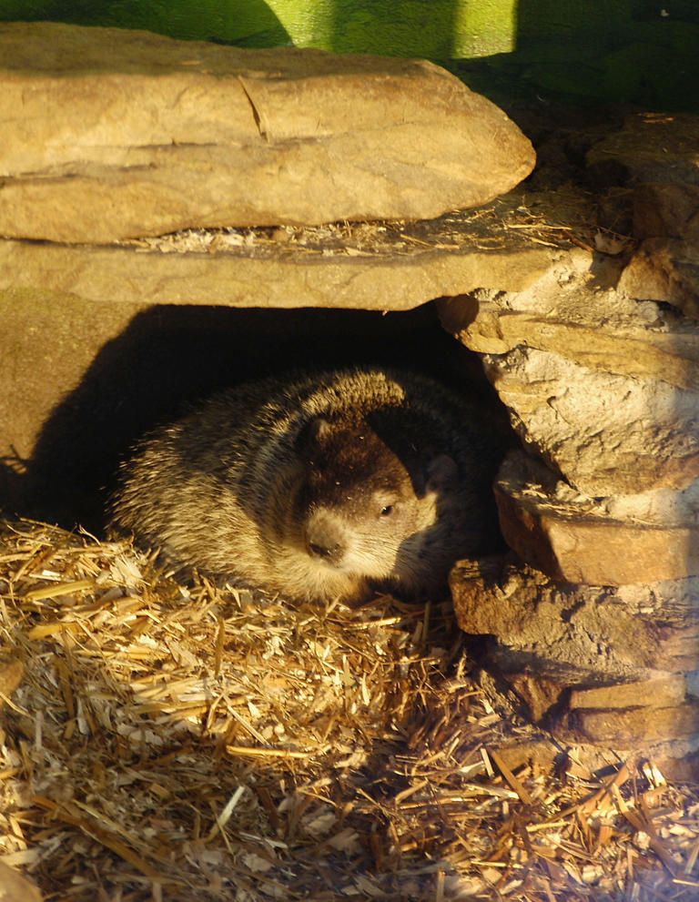 Continued winter vs early spring? A history of Punxsutawney Phil's ...
