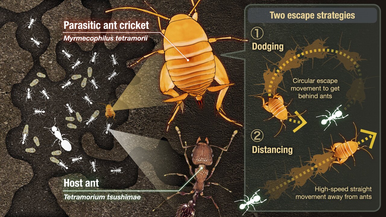 How parasitic crickets co-exist with hostile ant hosts: Distancing and ...