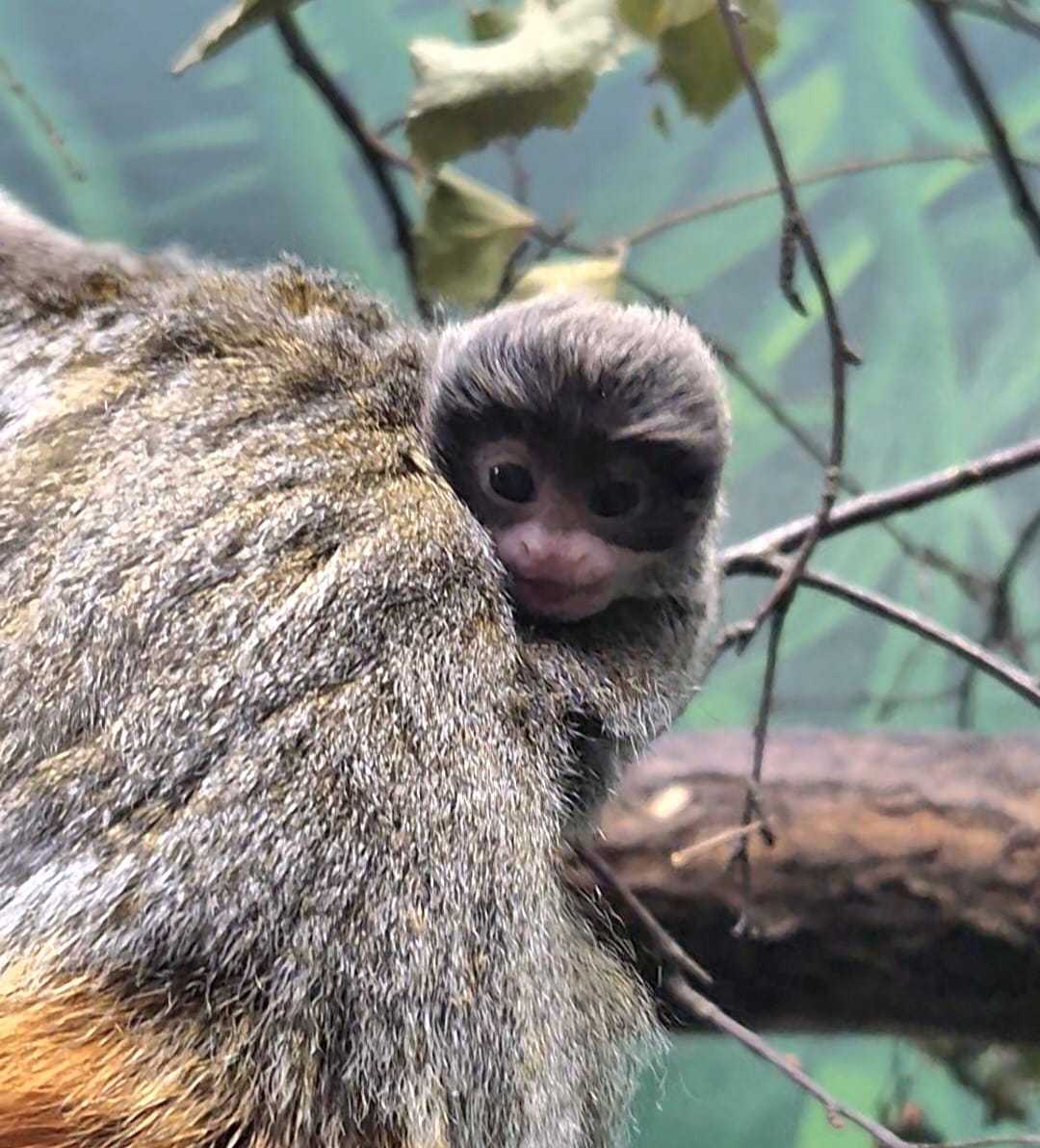 Meet Tito: An endangered baby monkey born at Scotland's theme park M&D's