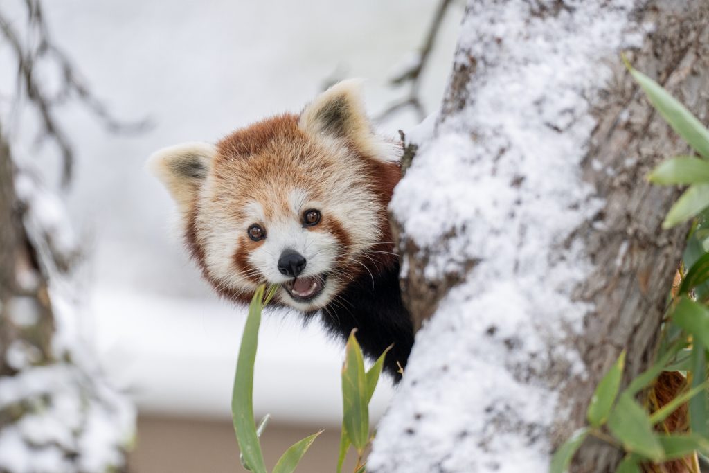 Red pandas escape zoo to nearby forest during snowfall