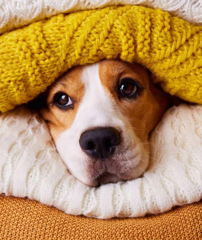 How to spot dog flu symptoms: Essential tips for dog owners