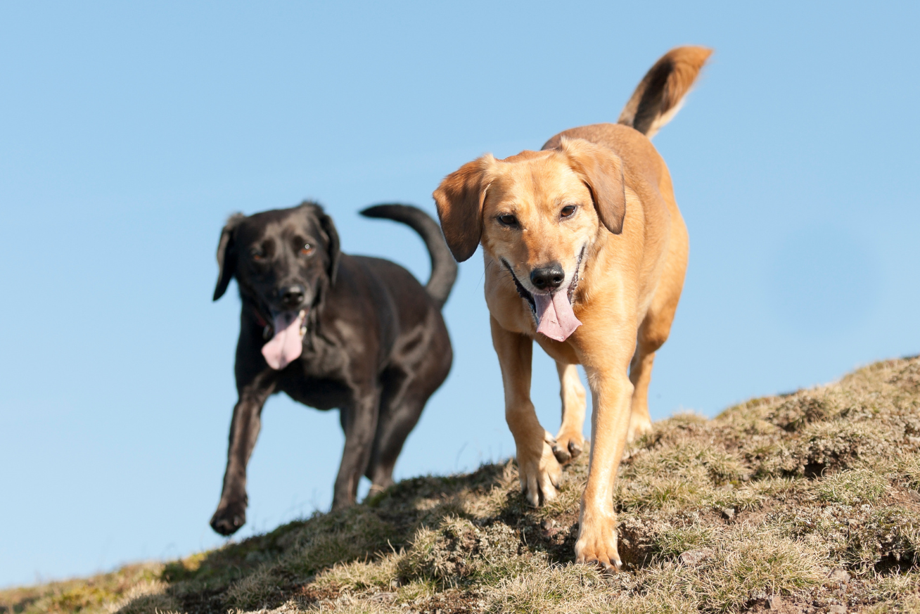10 Beautiful Rescue Dogs Waiting in Shelters That Love Multi-Dog Homes