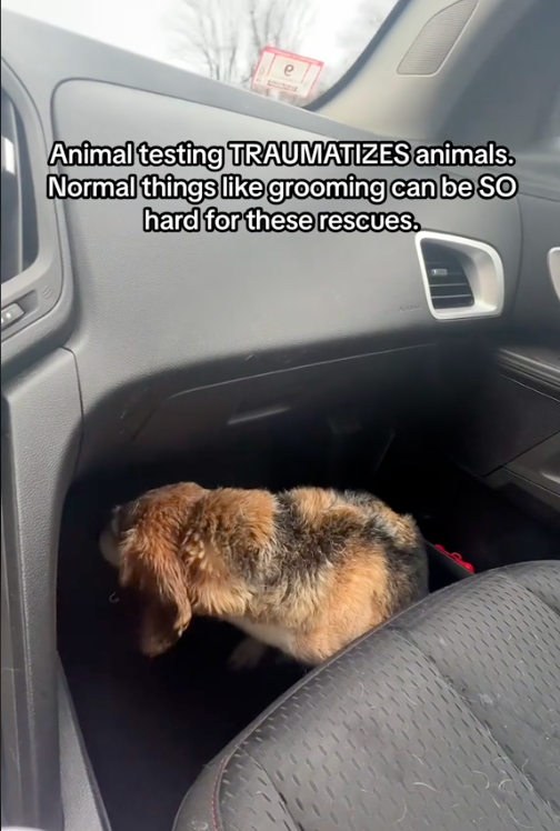 Happy Tears! This Rescued Beagle Spent 5 Years in a Lab—Now He’s ...