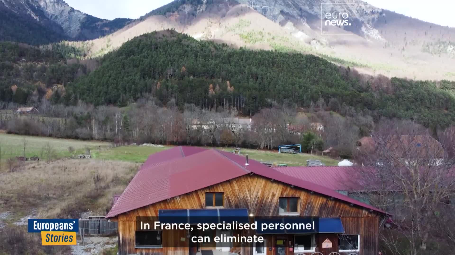 Wolf protection reduced in Europe. Is biodiversity at stake?