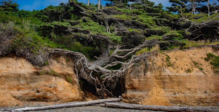 Famed "Tree Of Life" At Olympic Park In Danger Of Collapsing Forever