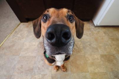 Ehet a kutya diót? 10 kérdés, amire a felelős gazdiknak tudni kell a ...