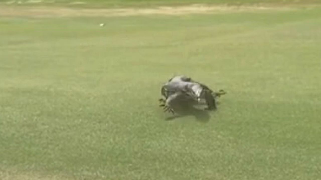 "Golfzilla": Lagarto gigante causa pânico em campo de golfe