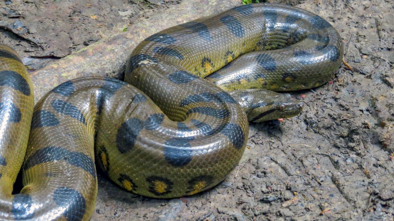 Do This to Survive an Anaconda Attack and Live to Tell the Tale