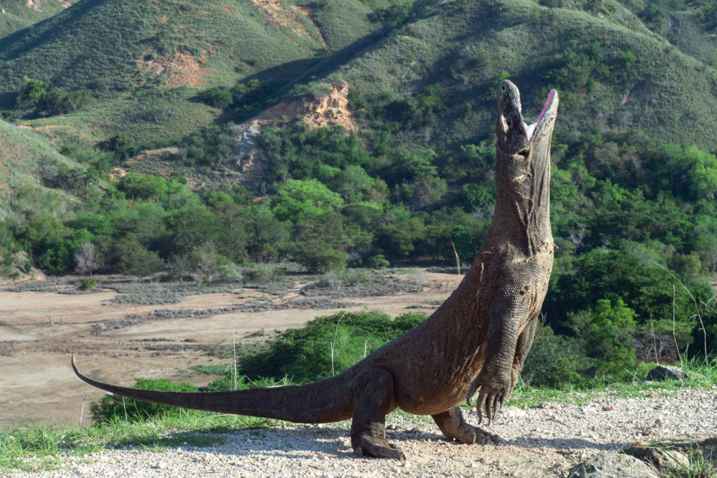 From Legend to Life: 15 Mythical Creatures That Are Real