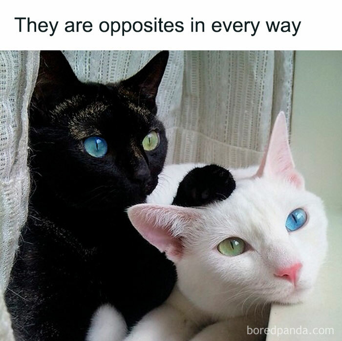 50 Fantastic ‘Cat Memes’ To Help You Get Through Hard Times