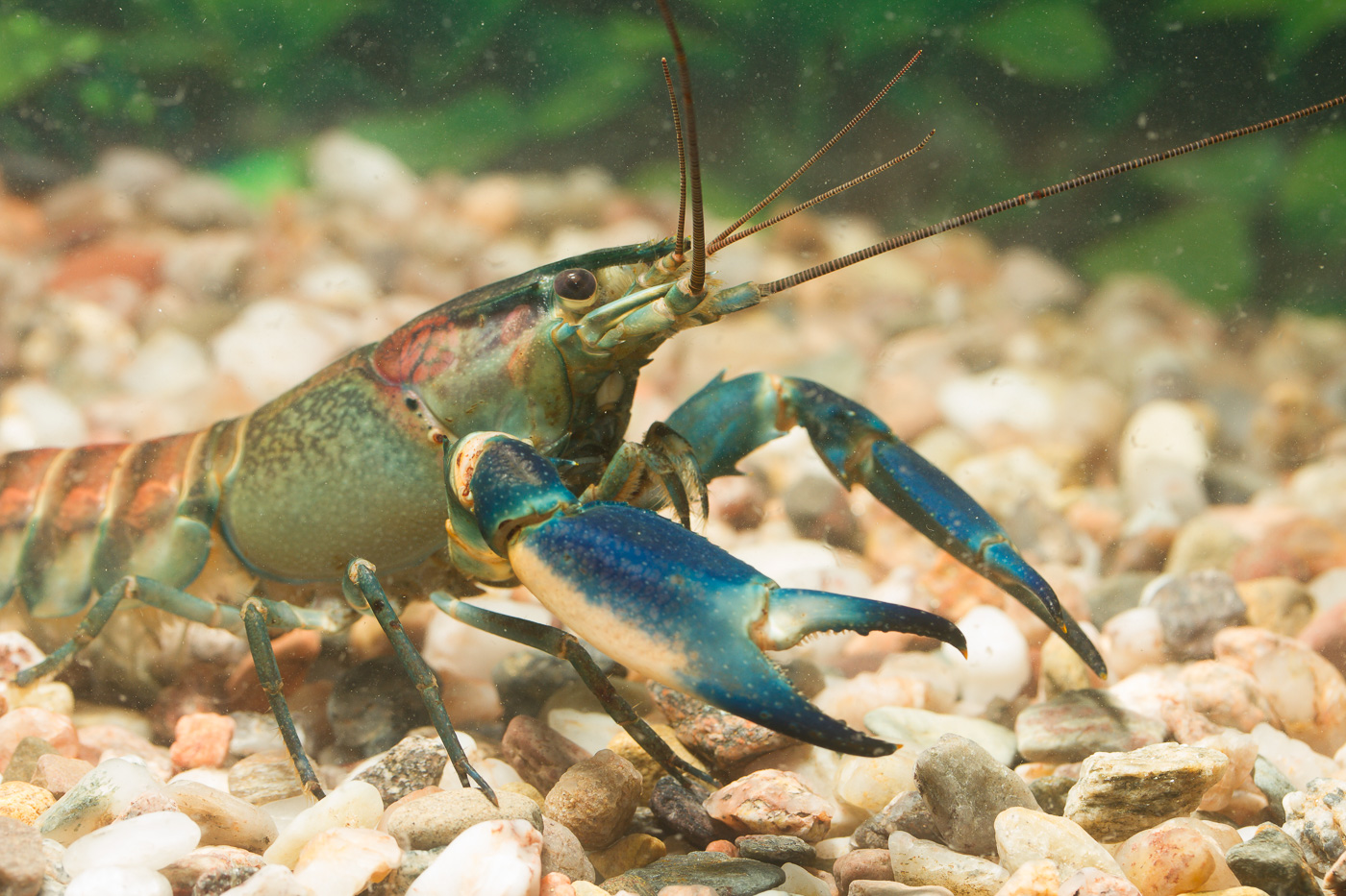 A New Crayfish Species Was Hiding in Plain Sight Among Common Aquarium ...