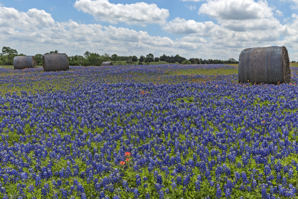 15 Bizarre Roadside Attractions in Texas You Can’t Miss