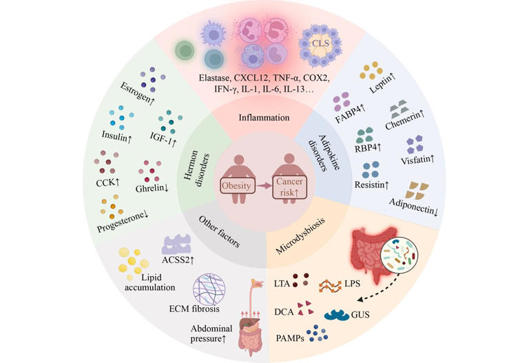The link between obesity and cancer risk
