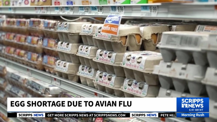 U.S. Egg Shortage Crisis: Avian Flu Impact and Rising Costs