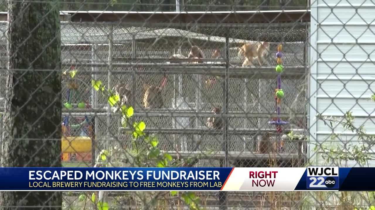 What happened with the South Carolina monkeys on the loose?