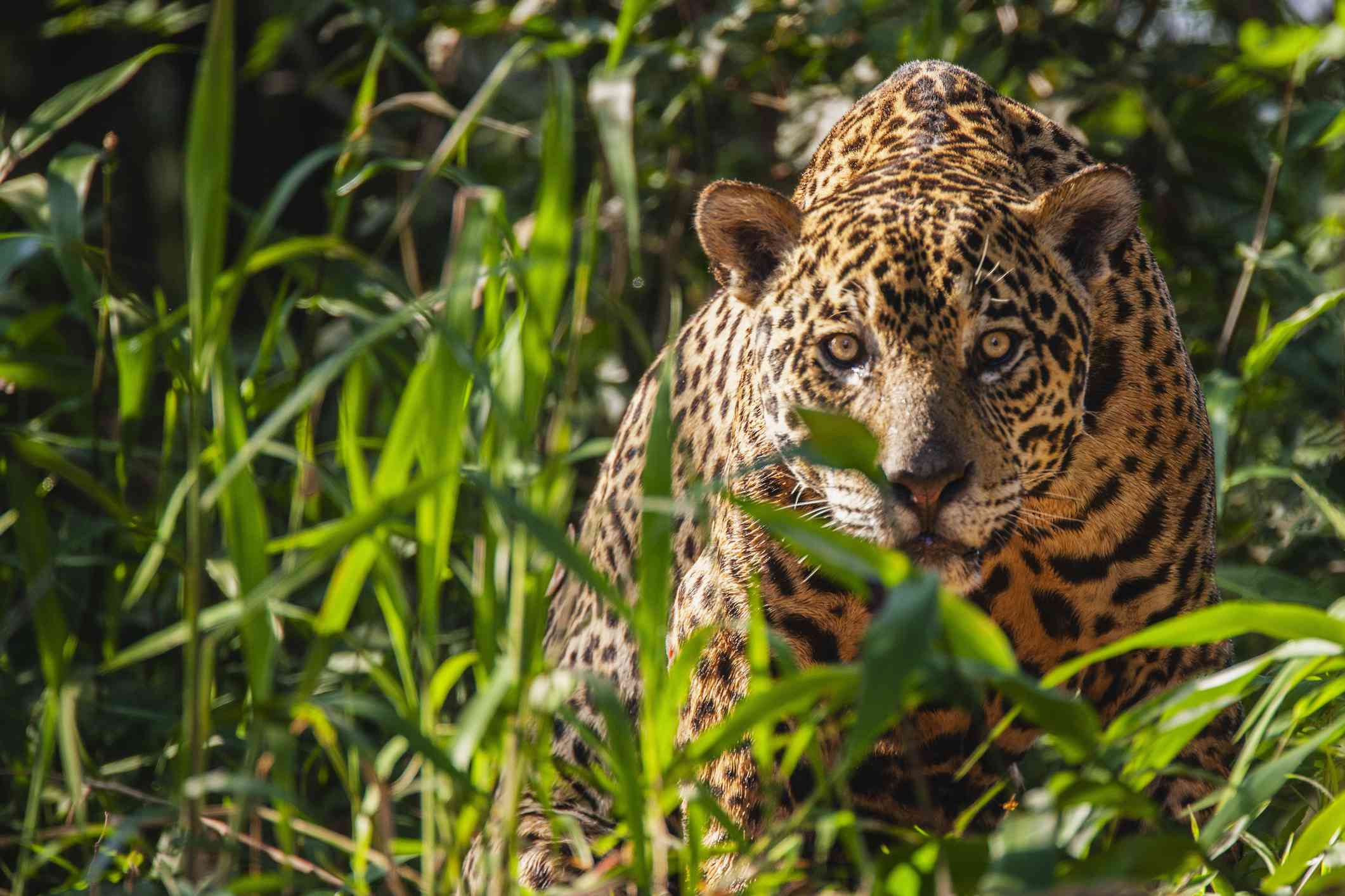 12 Fierce Facts About Jaguars
