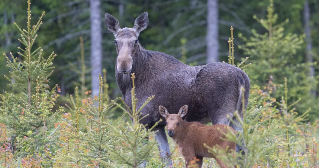 In The Case Of Moose Vs Car, Video Shows Why Moose Always Wins