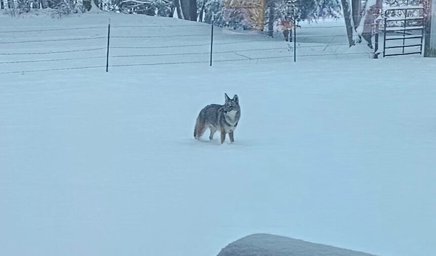 Keep your pets safe from possible coyote attacks