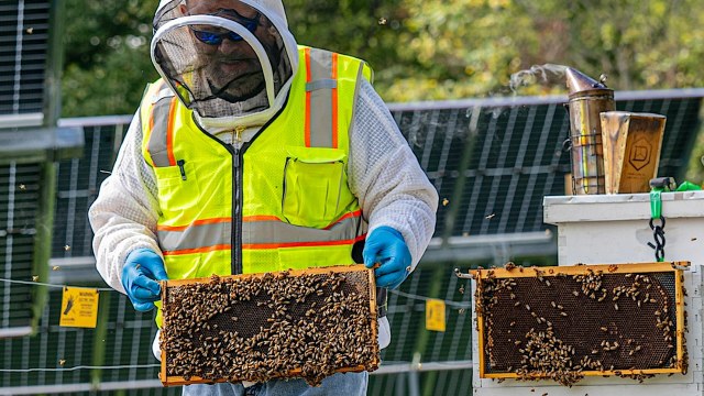 Major energy company unveils plans to add unlikely horde of insects to ...