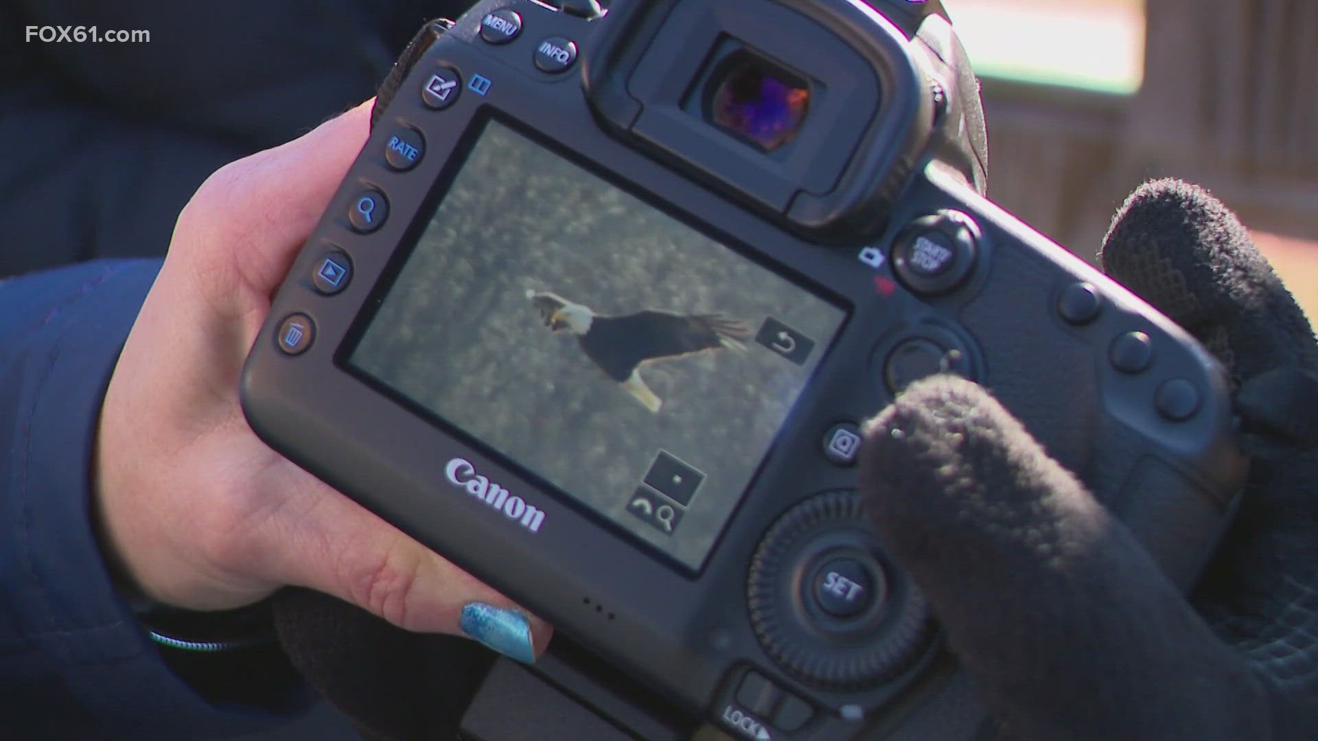 Eagle observation flies high in Southbury